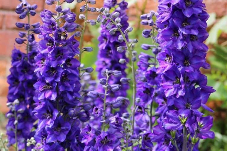 10 Stunning Tall Perennial Flowers - Urban Garden Gal