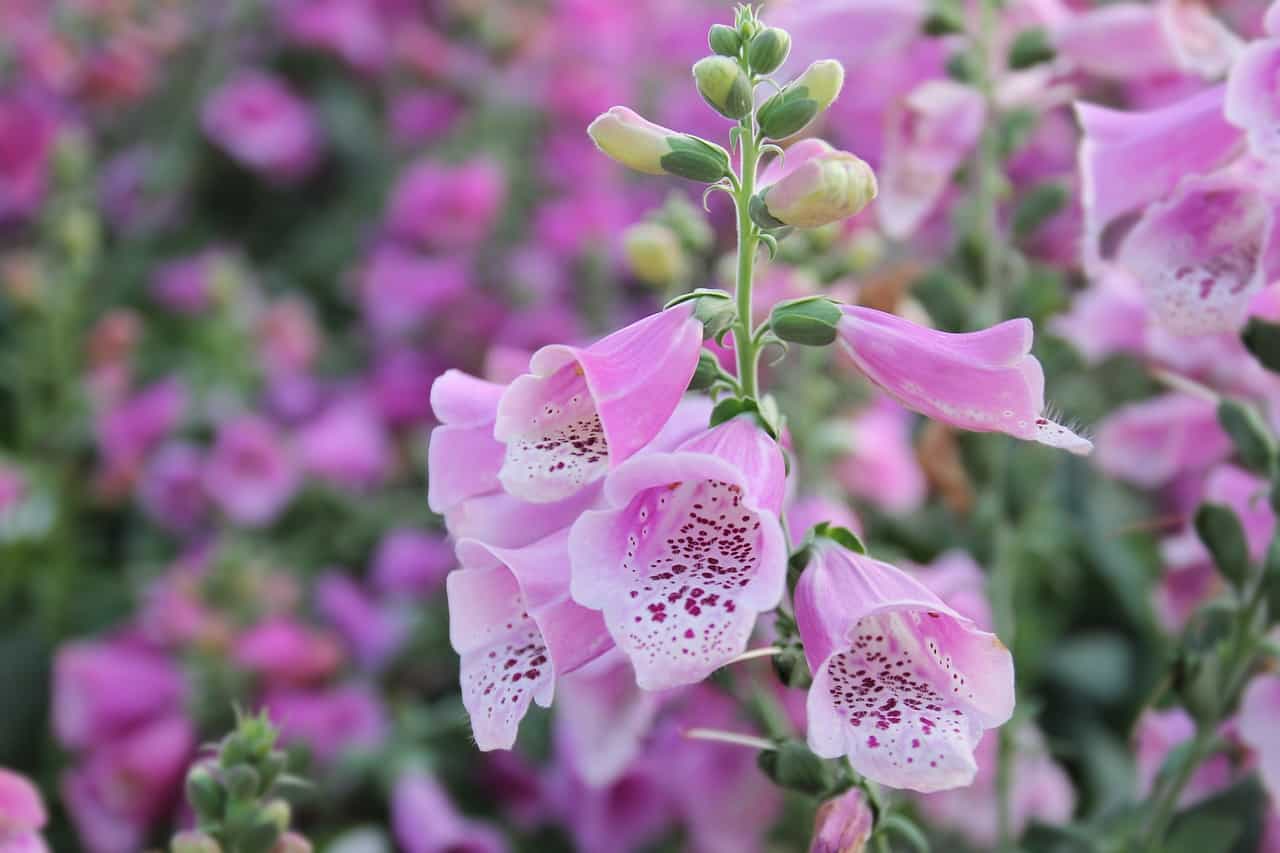 10 Beautiful Pink Perennial Flowers - Urban Garden Gal