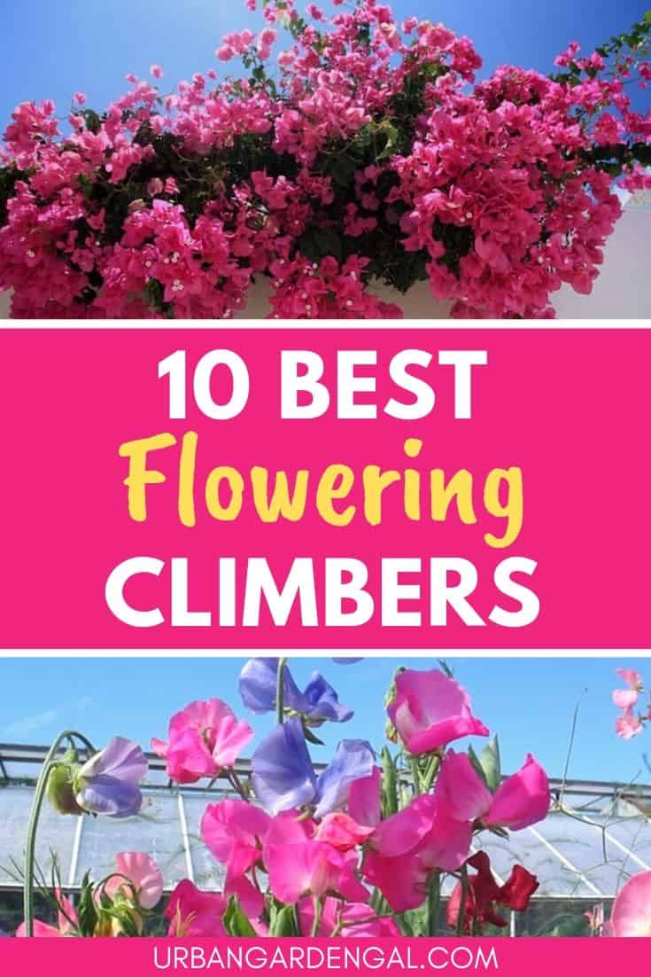10 Beautiful Climbing Flower Vines - Urban Garden Gal