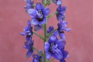 How to Grow Delphinium Flowers - Urban Garden Gal