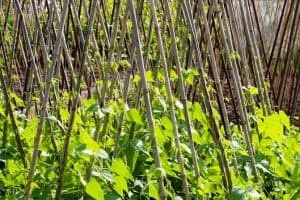 10 Best Climbing Vegetable Plants - Urban Garden Gal