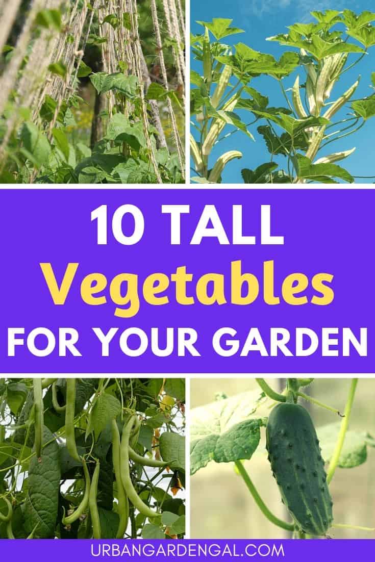 10 Tall Vegetable Plants - Urban Garden Gal