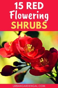 15 Stunning Red Flowering Shrubs - Urban Garden Gal