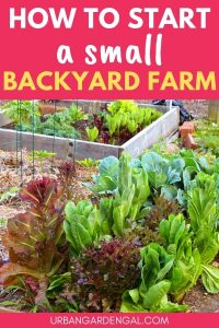 How To Start A Small Backyard Farm - Urban Garden Gal