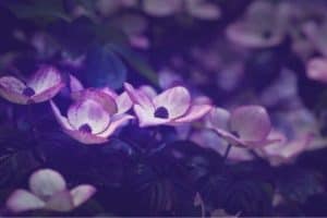 8 Beautiful Purple Flowering Trees - Urban Garden Gal