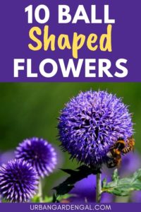 10 Beautiful Ball-Shaped Flowers - Urban Garden Gal