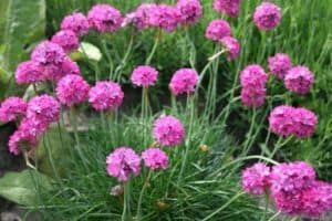 10 Beautiful Ball-Shaped Flowers - Urban Garden Gal