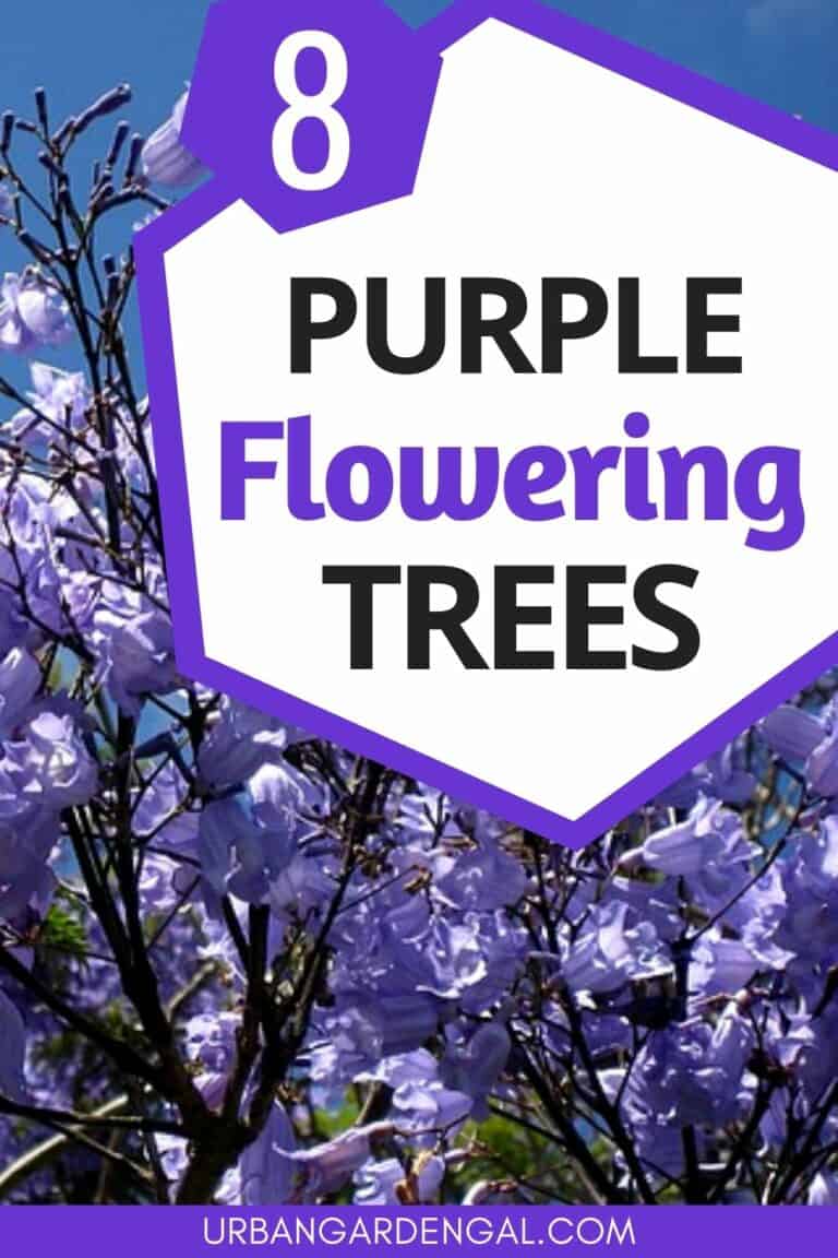 8 Beautiful Purple Flowering Trees - Urban Garden Gal