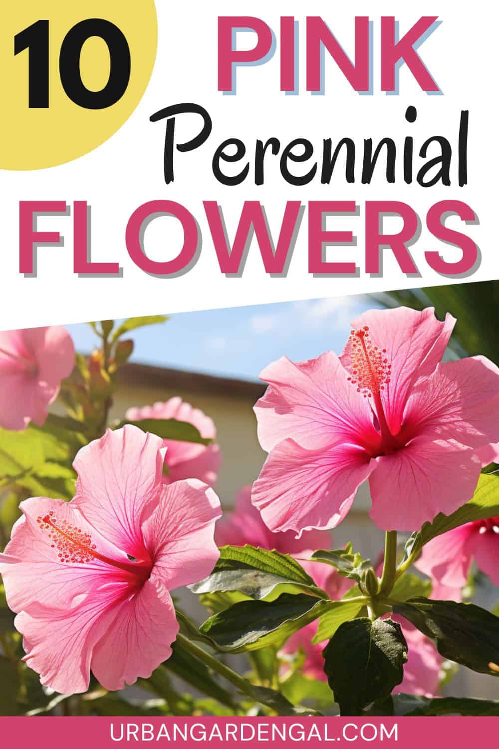 10 Beautiful Pink Perennial Flowers - Urban Garden Gal