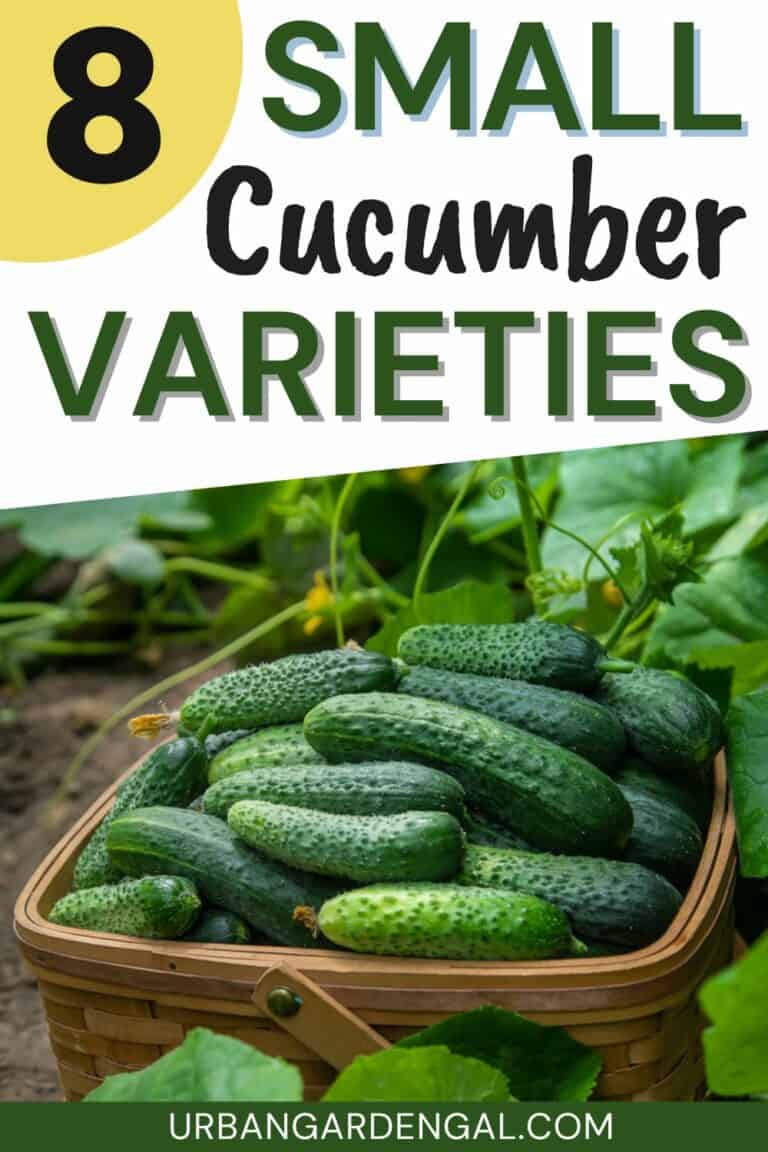 8 Small Cucumber Varieties - Urban Garden Gal