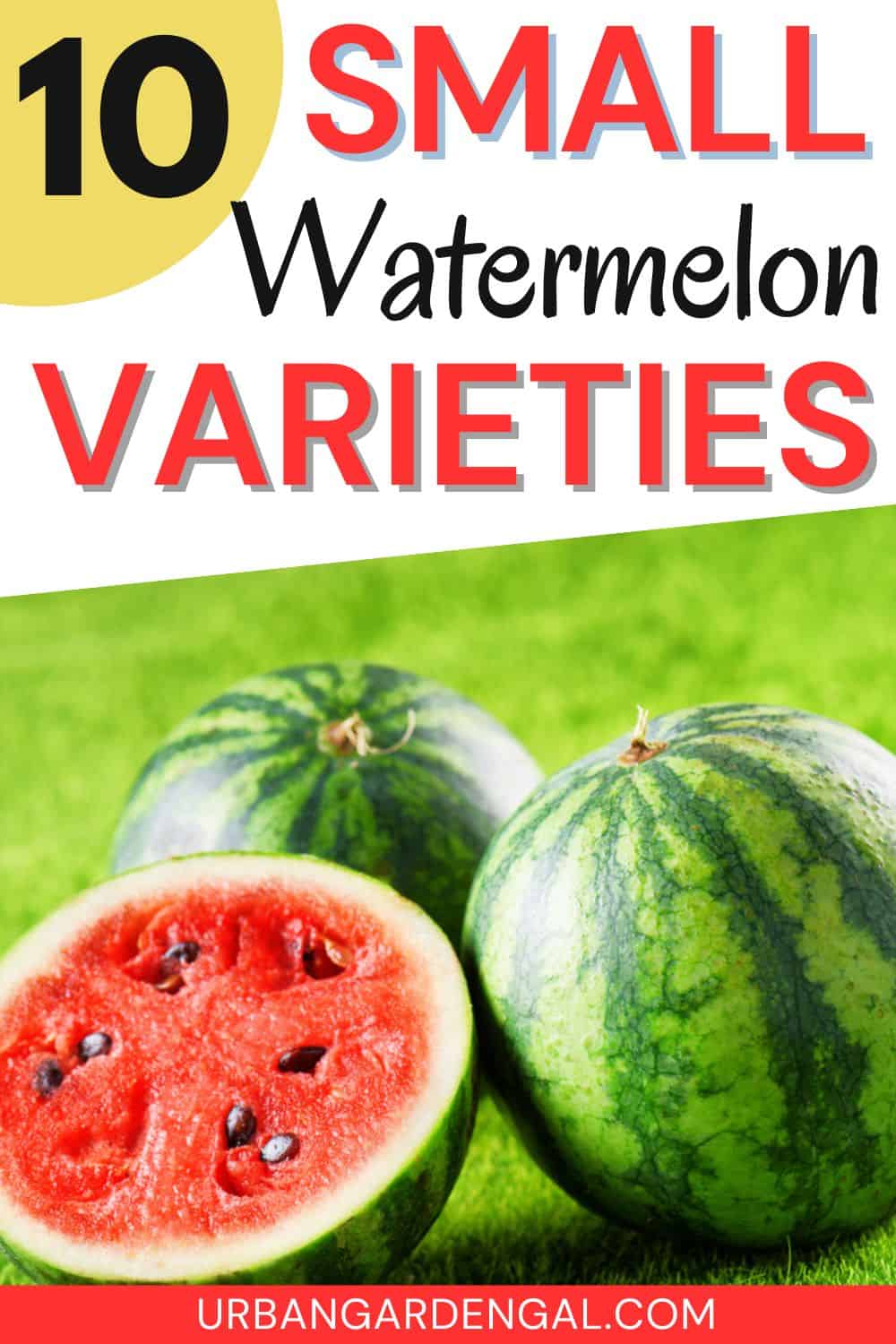 10 Small Watermelon Varieties - Urban Garden Gal