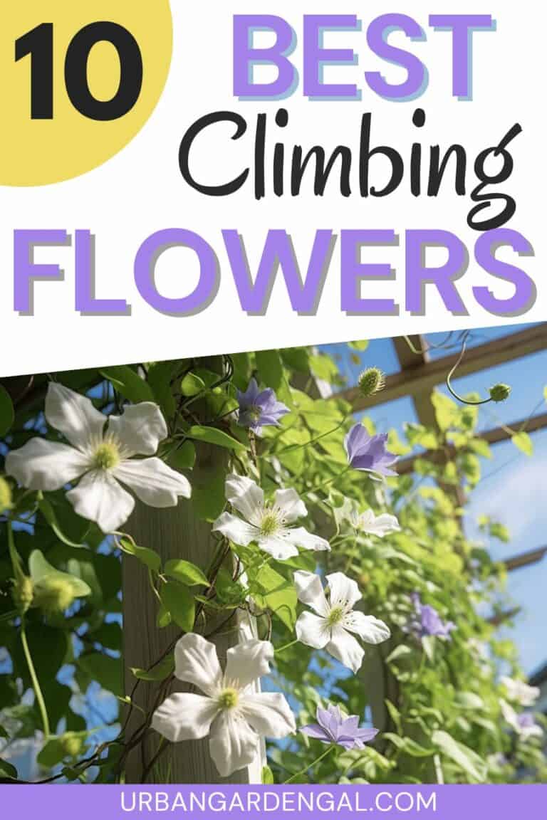 10 Beautiful Climbing Flower Vines - Urban Garden Gal