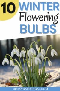 10 Winter Flowering Bulbs - Urban Garden Gal