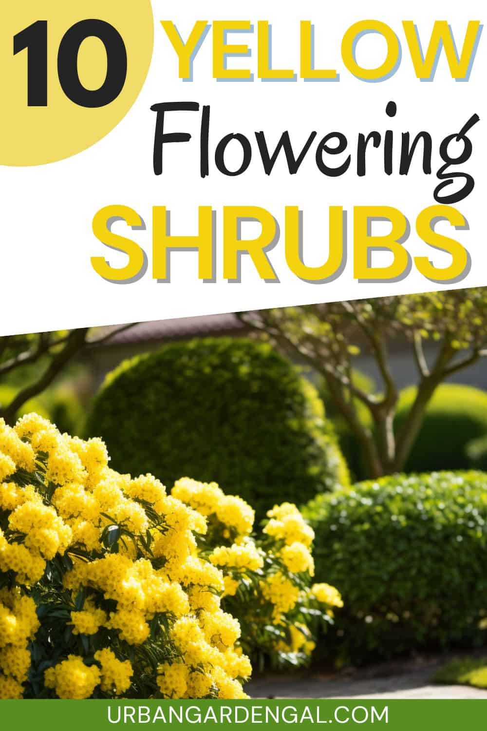 10 Yellow Flowering Shrubs - Urban Garden Gal