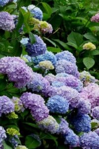 How to Change Hydrangea Flower Colors - Urban Garden Gal