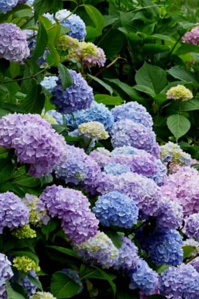 How to Change Hydrangea Flower Colors - Urban Garden Gal