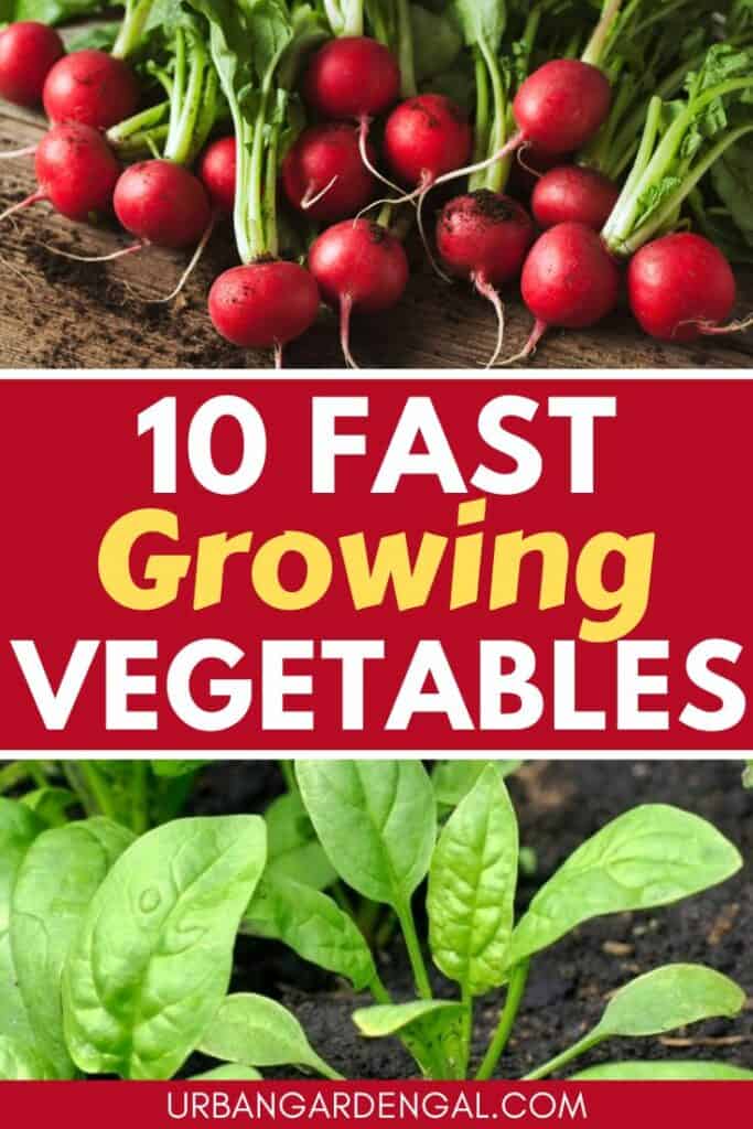 10 Fast Growing Salad Vegetables - Urban Garden Gal