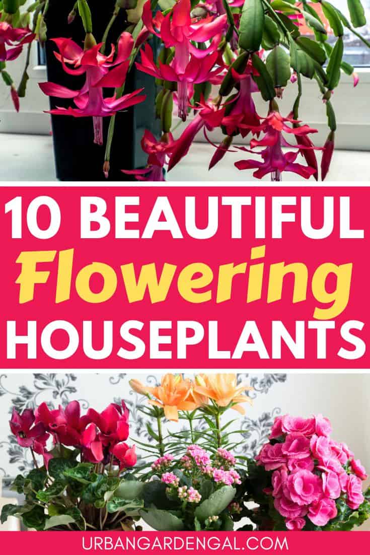 10 Beautiful Flowering Houseplants - Urban Garden Gal