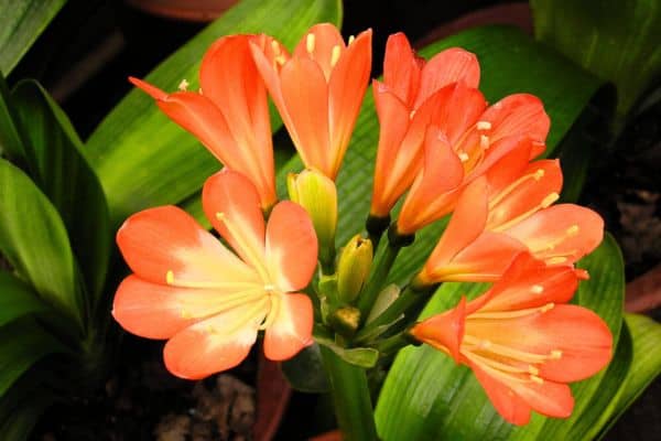 10 Beautiful Flowering Houseplants - Urban Garden Gal